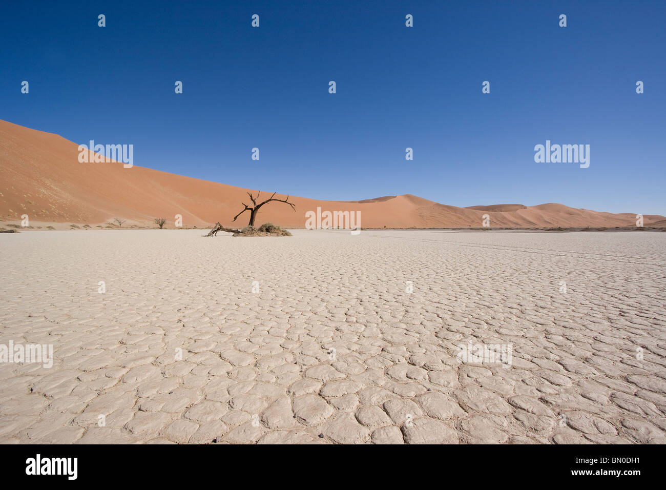 Dead tree in hidden vlei, sossusvlei, Namibia Stock Photo - Alamy