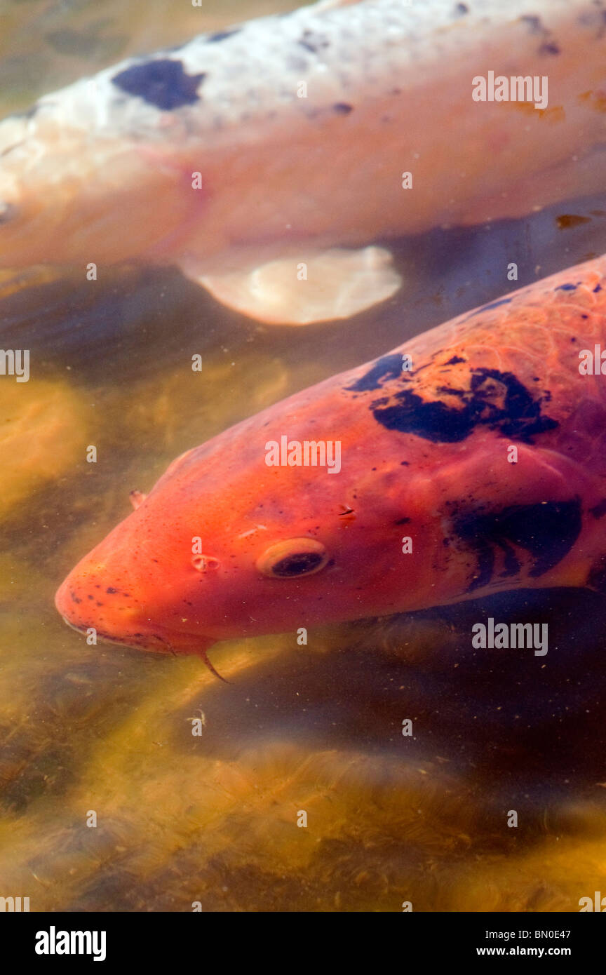Cyprinus carpio japan hi-res stock photography and images - Alamy