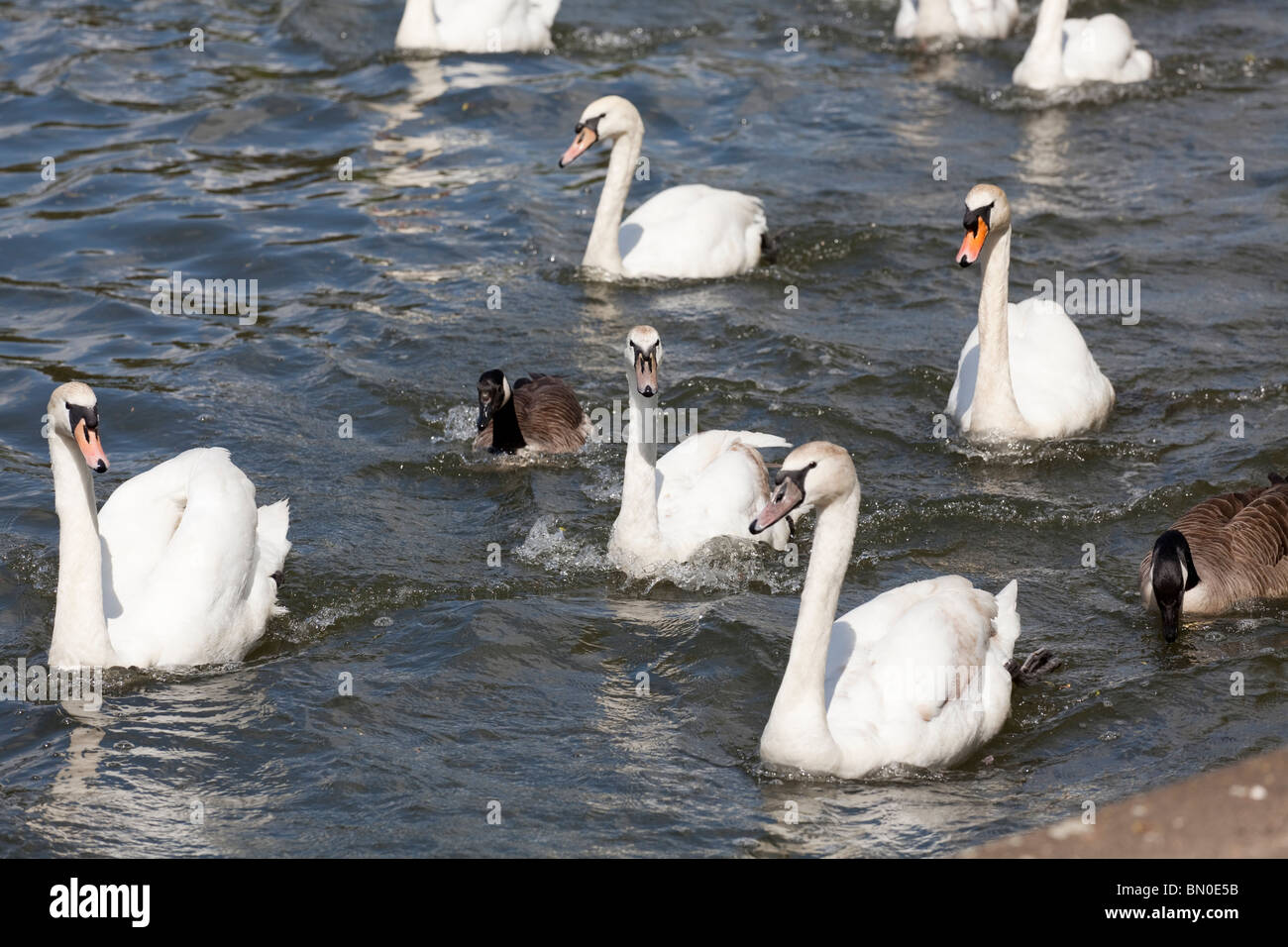 Canada geese branta canadensis and swan hi-res stock photography and ...