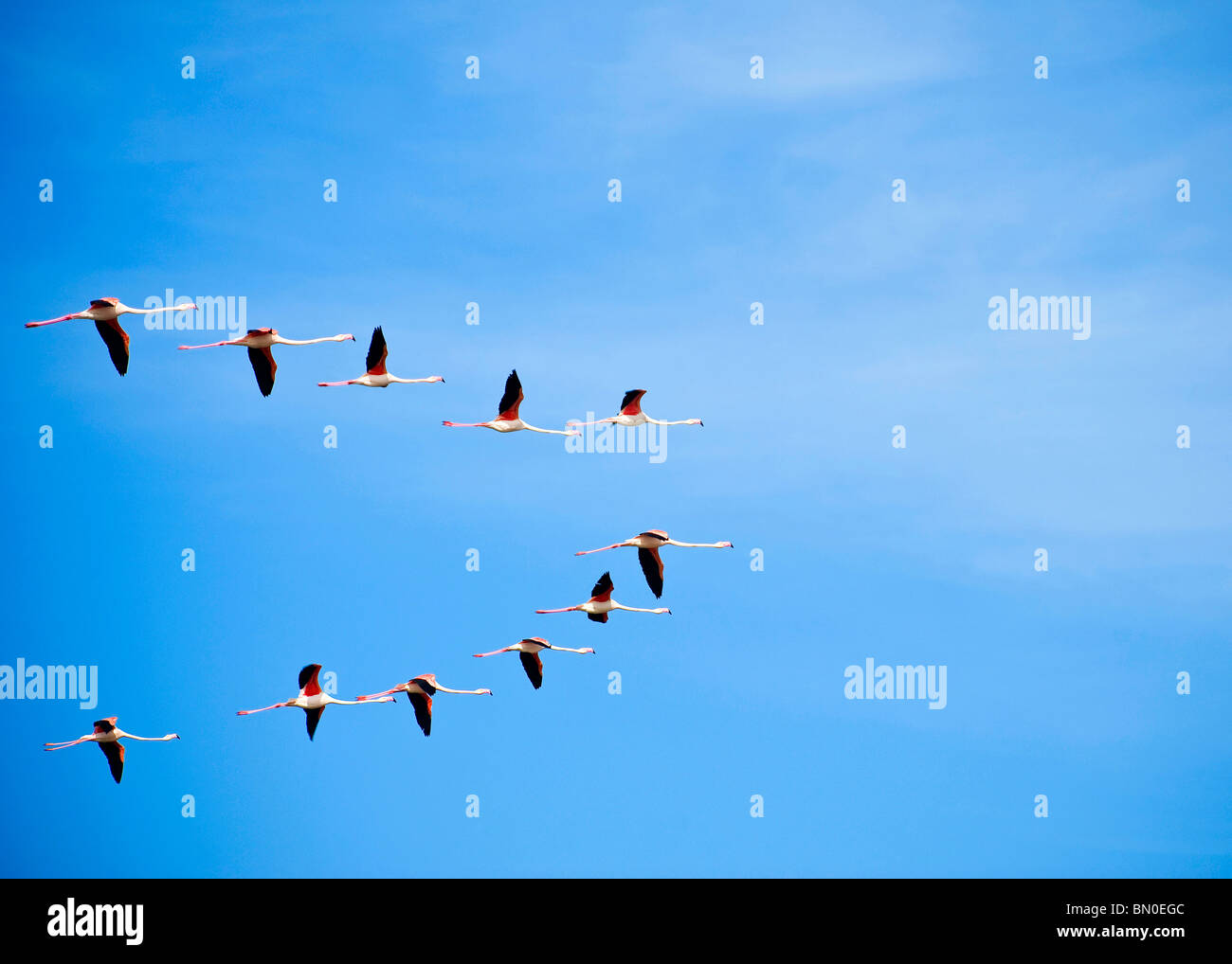 Flying flamingo, Sardinia, Italy, Europe Stock Photo - Alamy