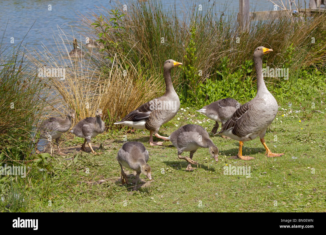 Family of Greylag Geese (anser anser Stock Photo - Alamy