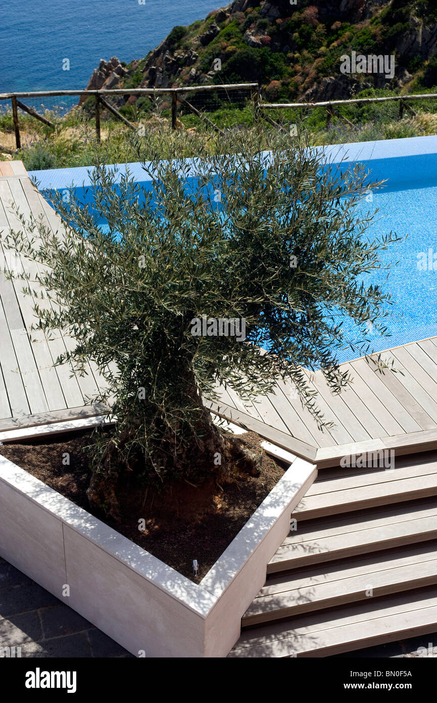 Olive tree swimming pool hi-res stock photography and images - Alamy