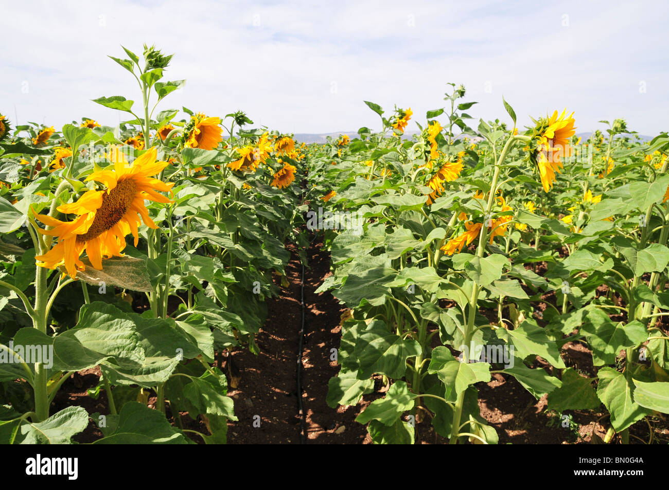 Israel, Sunflower field Stock Photo - Alamy