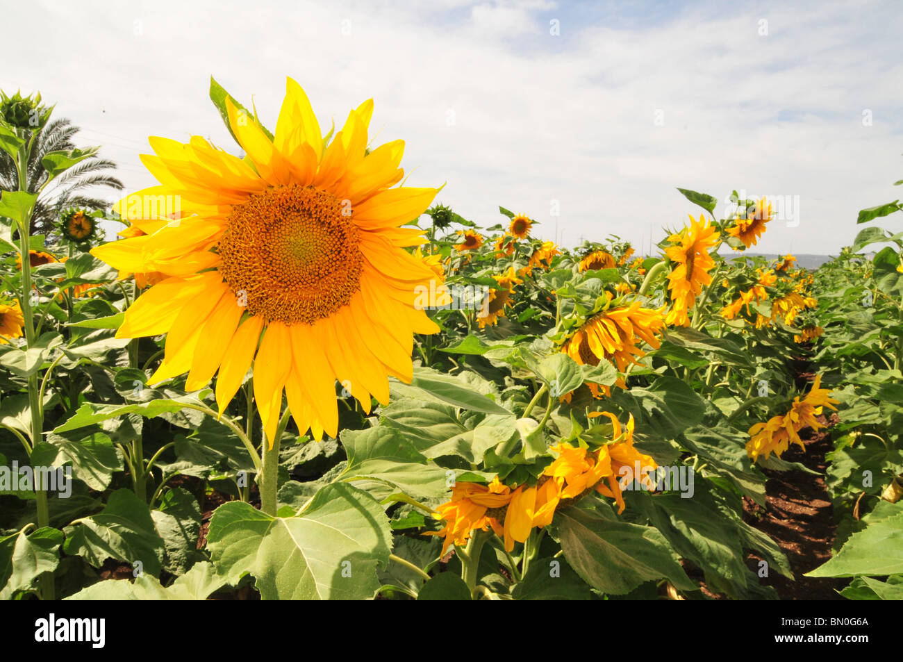 Israel, Sunflower field Stock Photo - Alamy