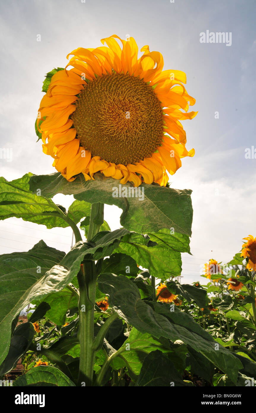 Israel, Sunflower field Stock Photo - Alamy