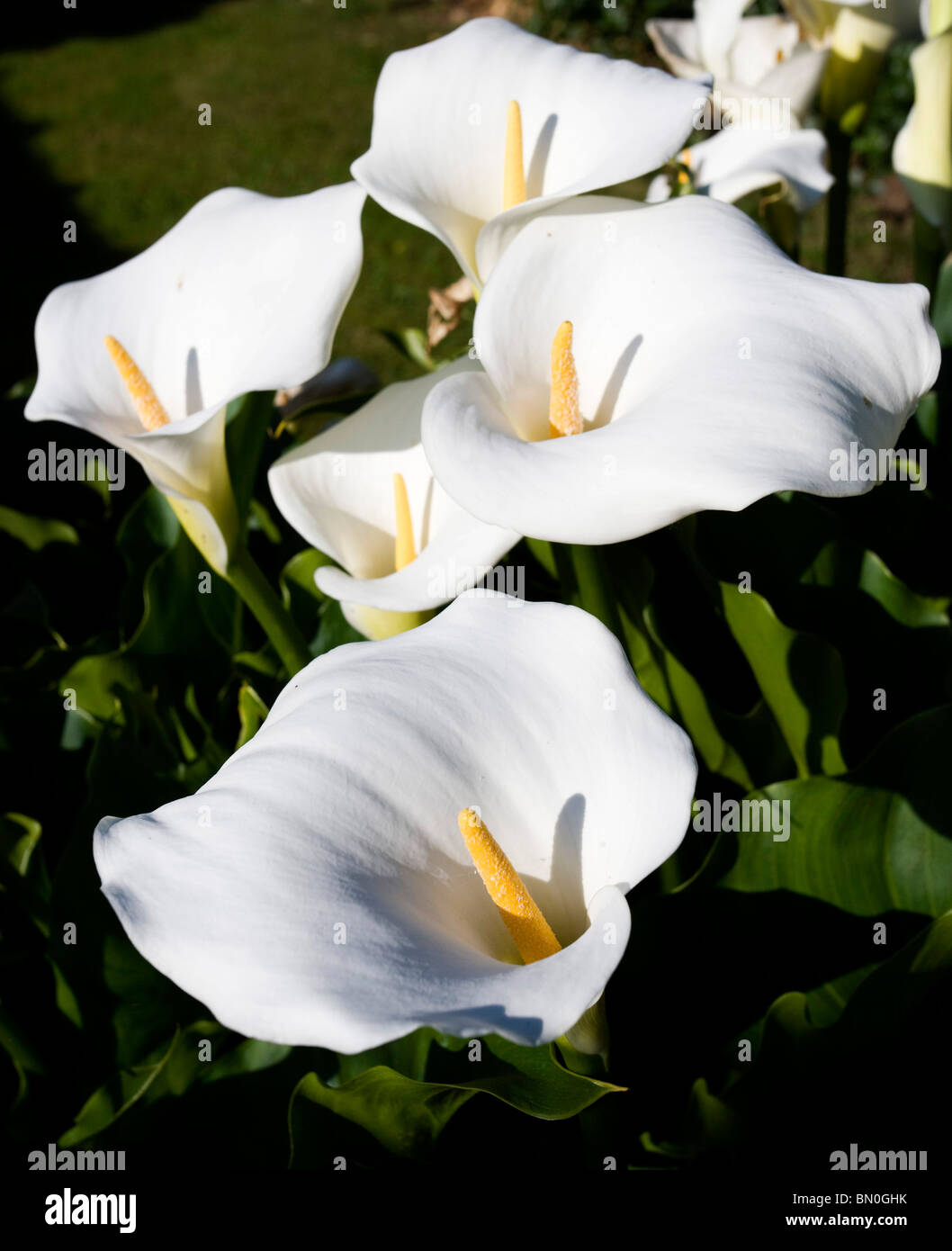 Lilies in the shadows hi-res stock photography and images - Alamy