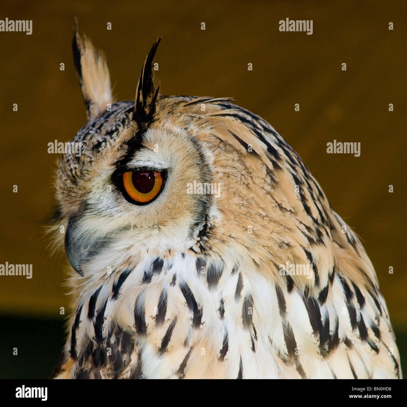 Owl turned head hi-res stock photography and images - Alamy
