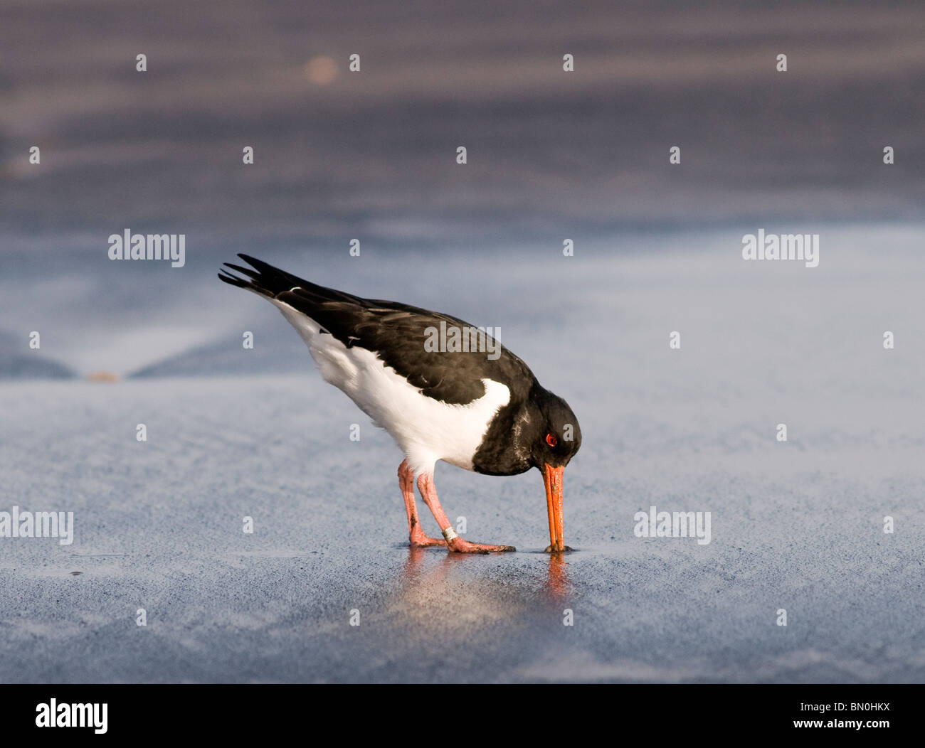 A Eurasian oystercatcher digging for food on the beach Stock Photo - Alamy