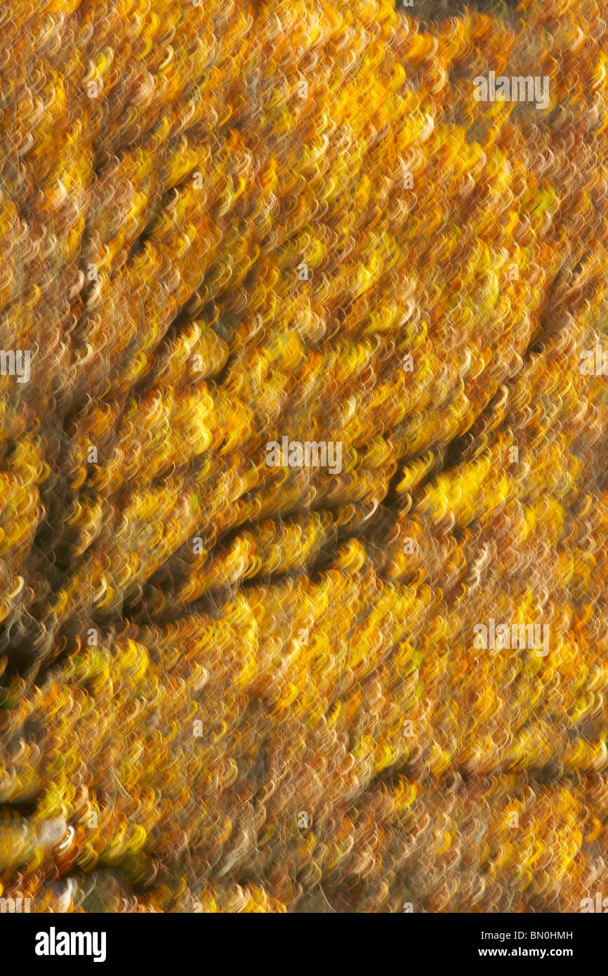abstract view of a oak tree Stock Photo - Alamy