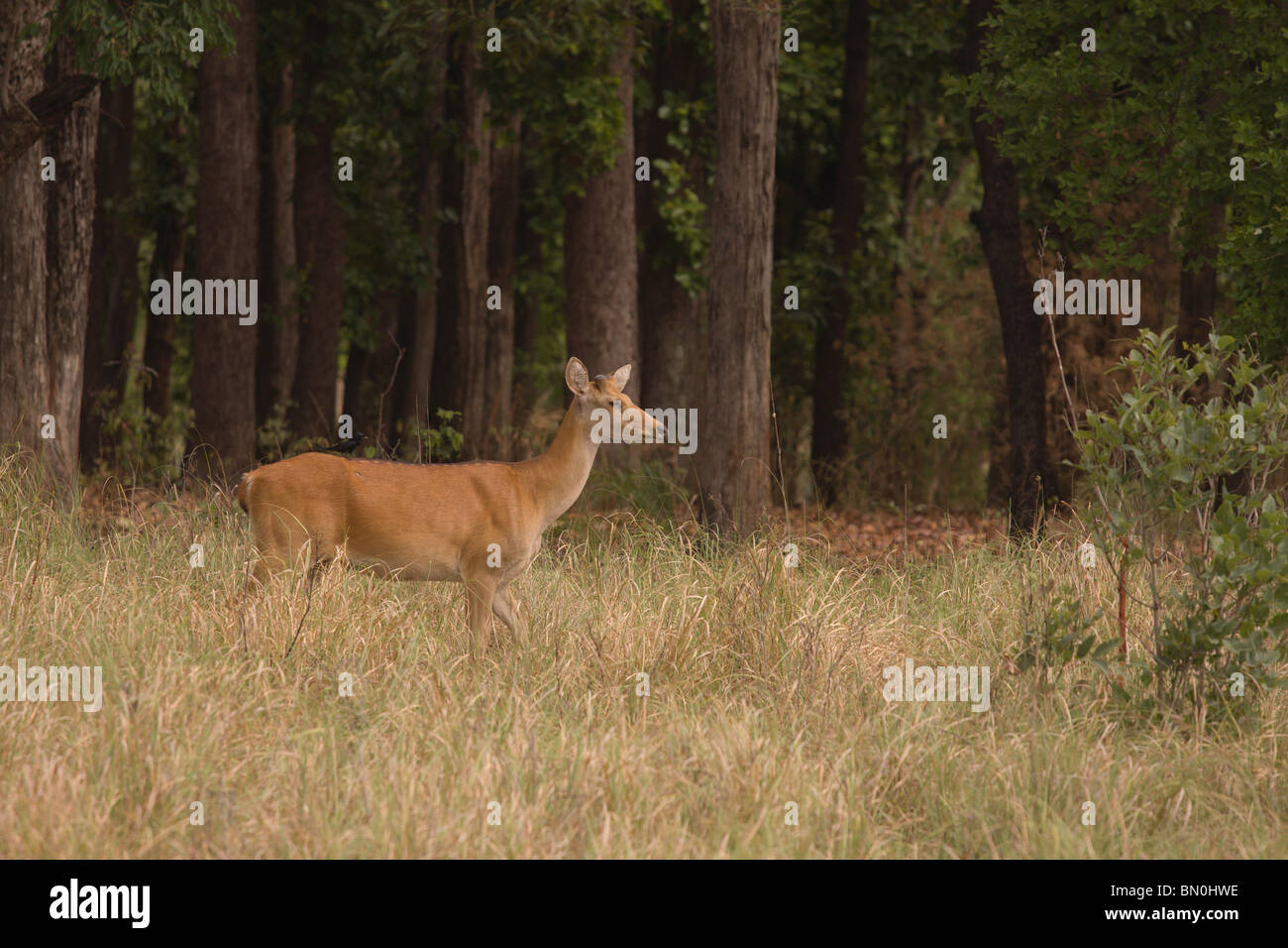 Barasingha In Kanha Forest High Resolution Stock Photography and Images ...