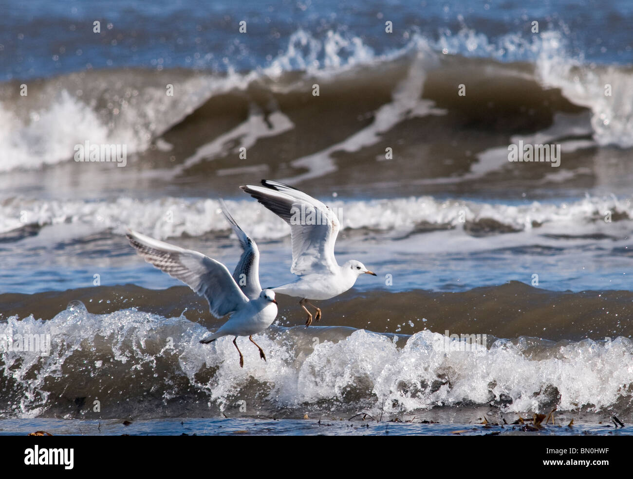 Land gulls hi-res stock photography and images - Alamy