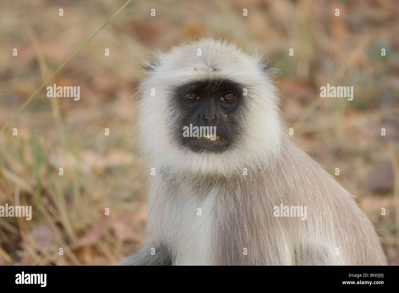 Langur monkey behavior hi-res stock photography and images - Alamy