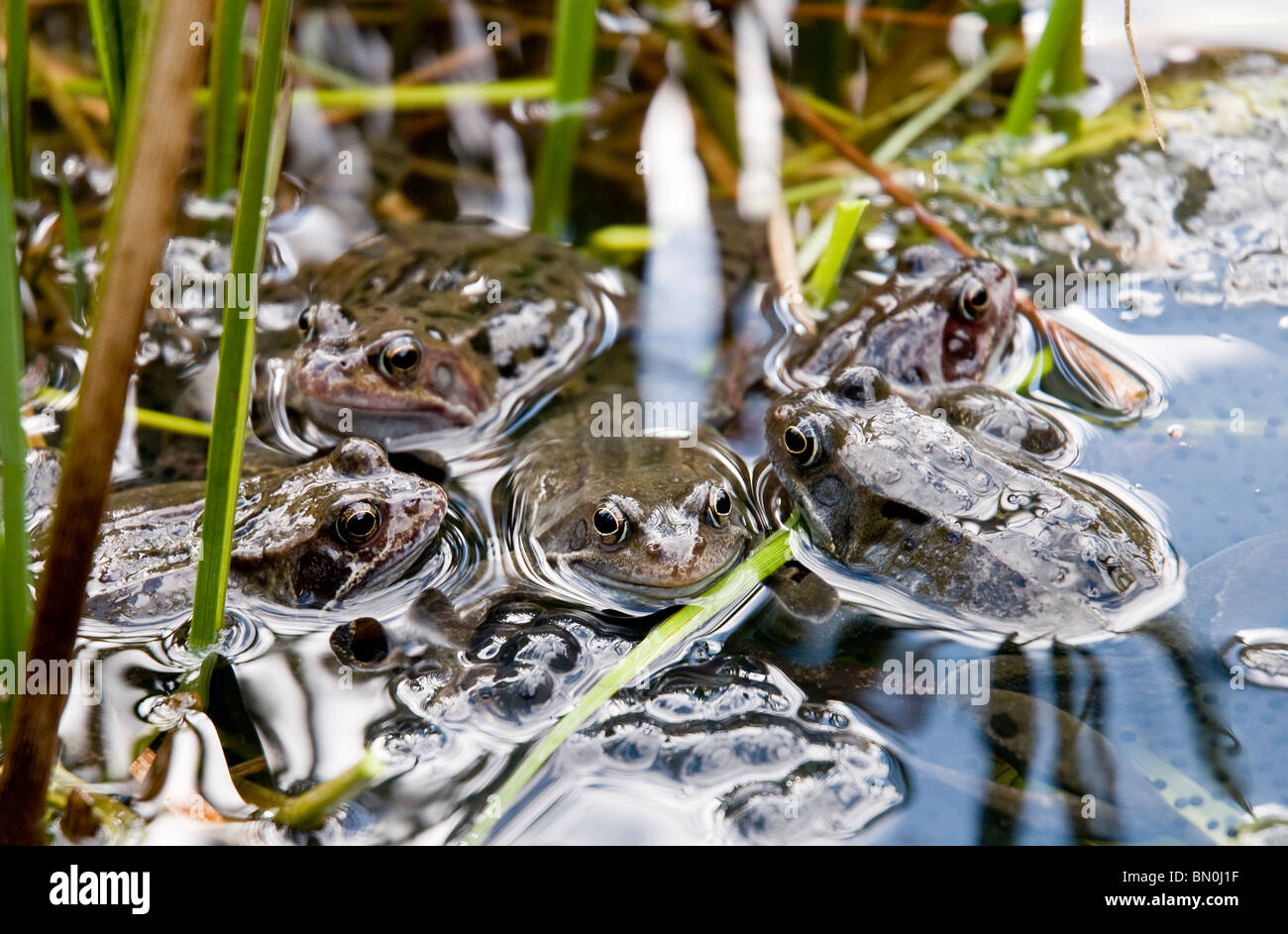 Frogs in a pond Stock Photo - Alamy