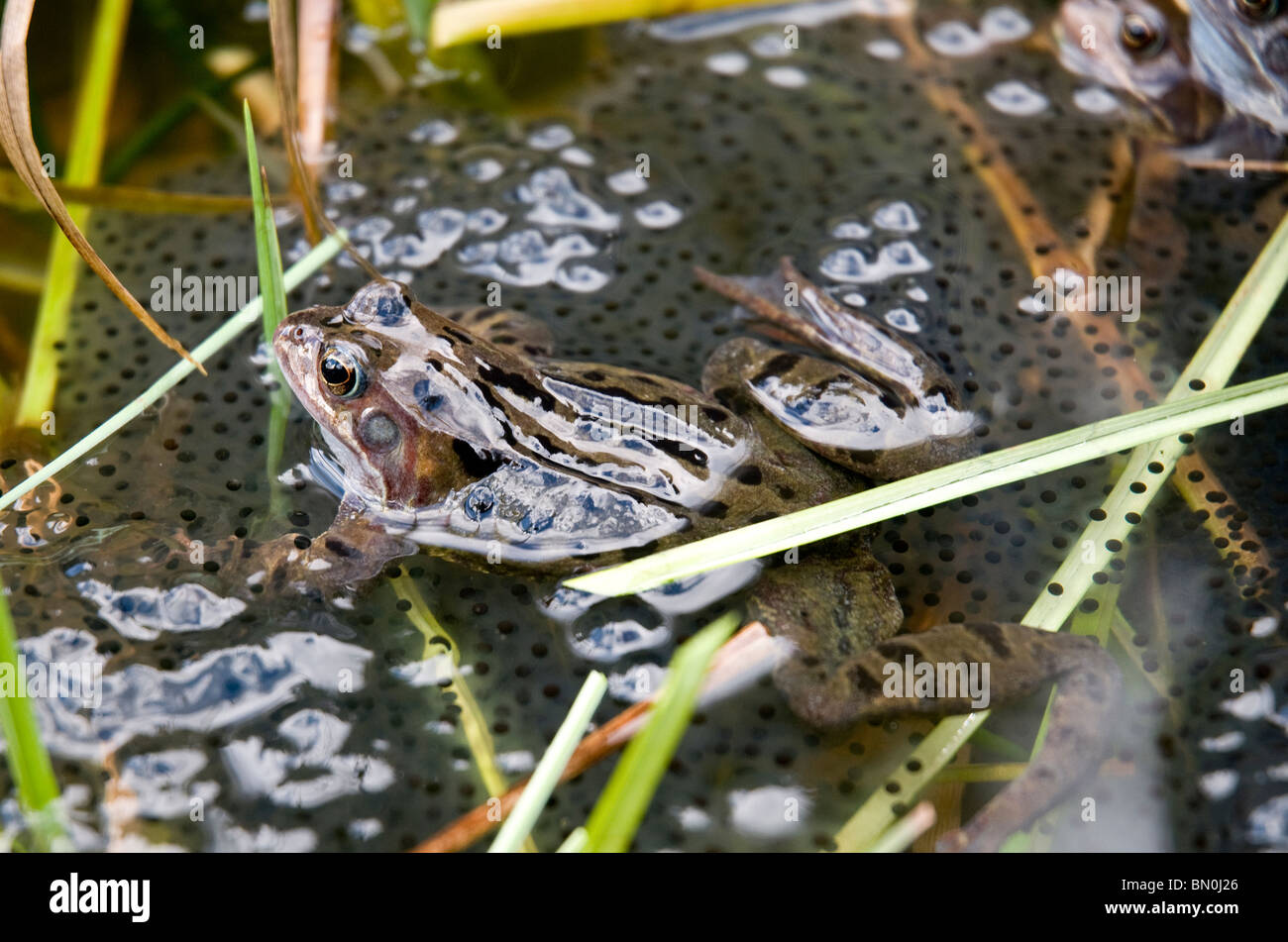 A frog with frogspawn in a pond Stock Photo - Alamy