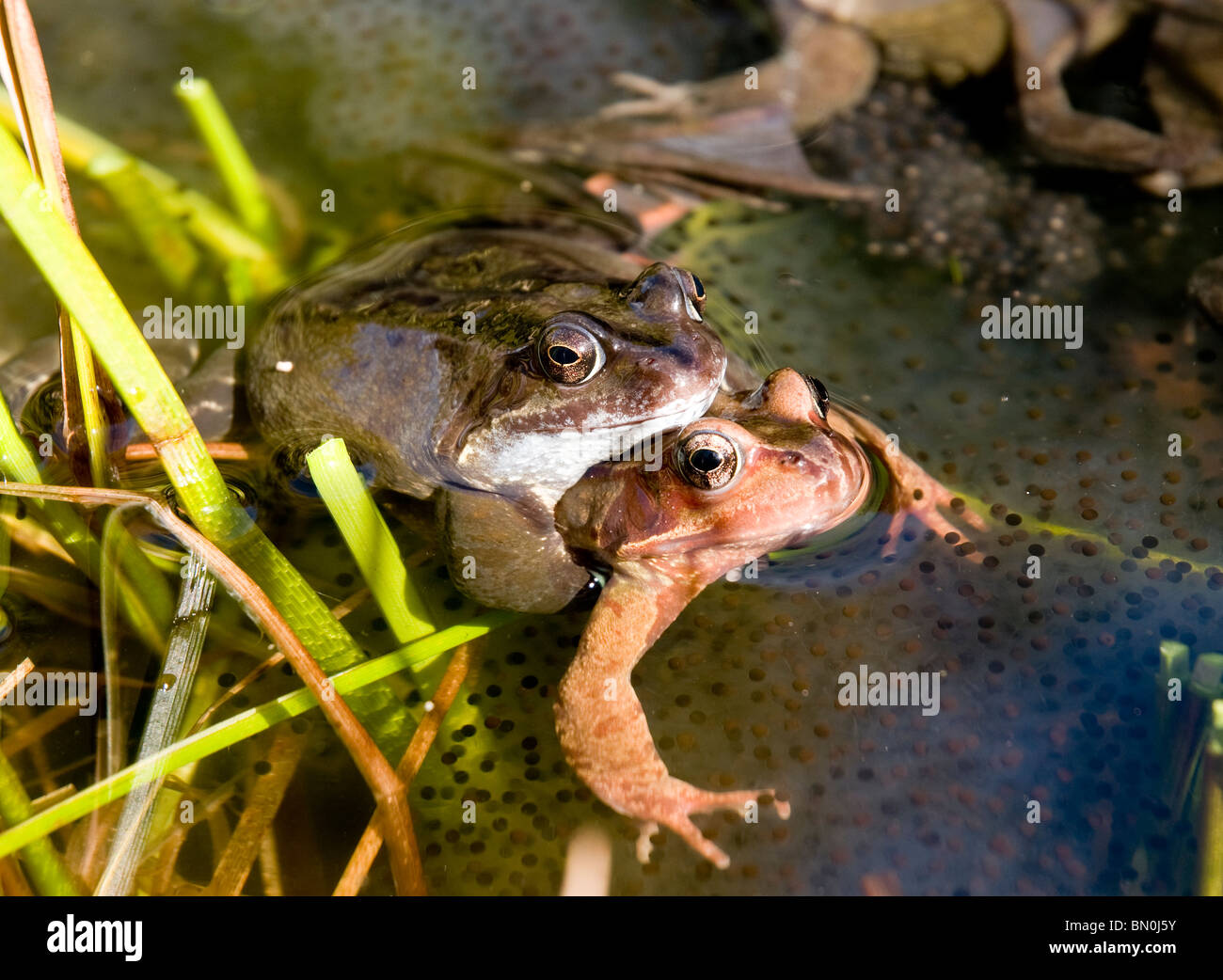 Fertilized frog eggs hi-res stock photography and images - Alamy