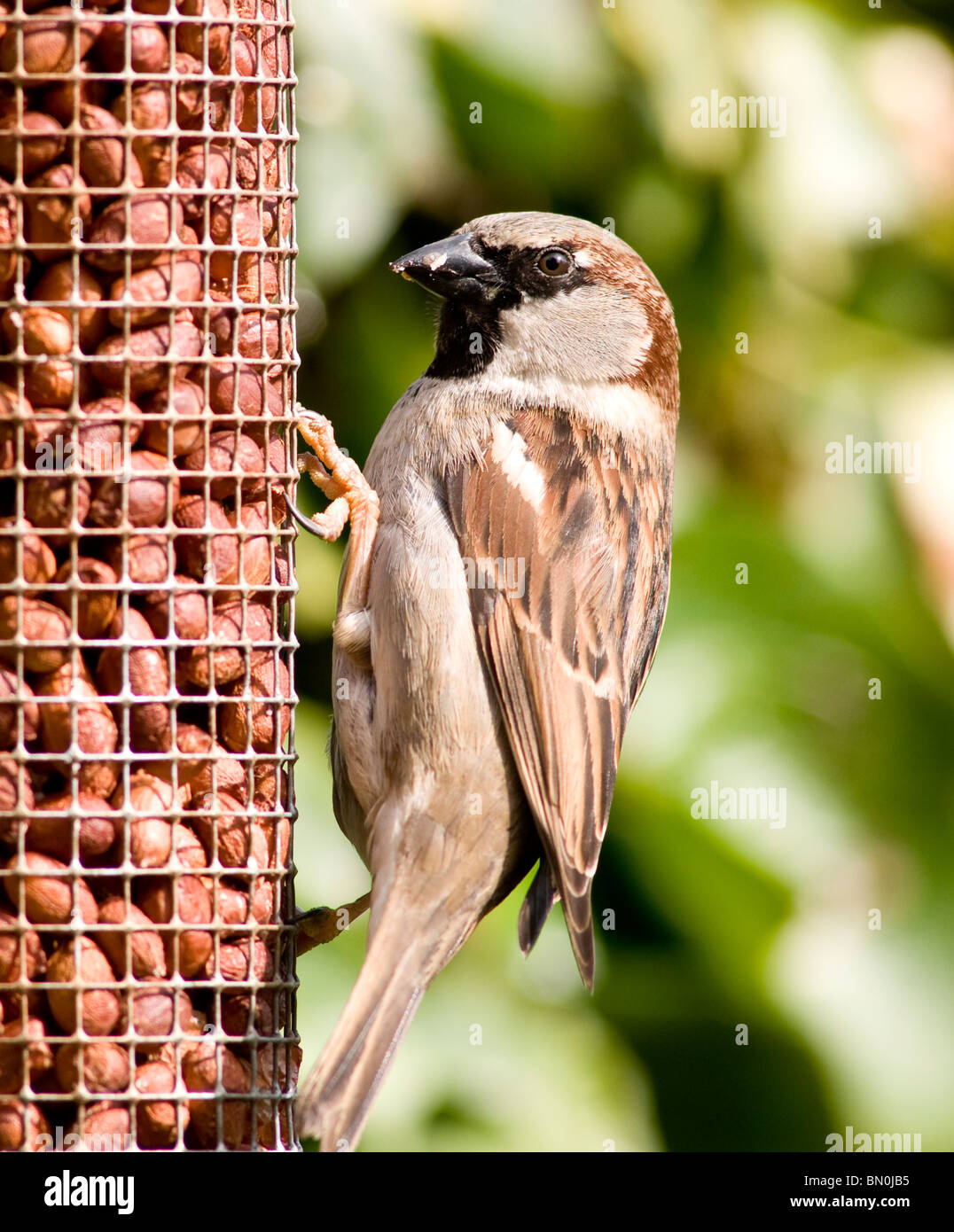 A cock sparrow eating nuts from a bird feeder Stock Photo - Alamy
