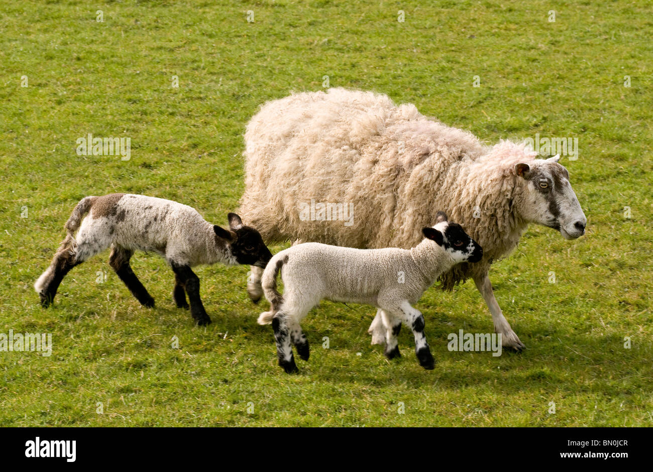 Stokesley north yorkshire england uk hi-res stock photography and ...