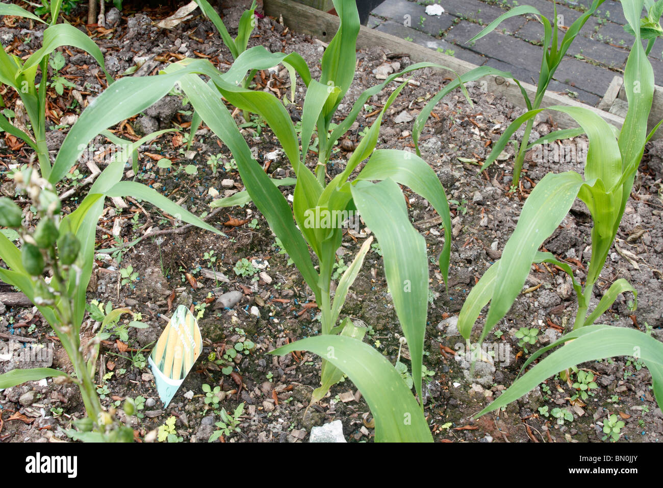 sweetcorn (Zea mays convar. saccharata var. rugosa; also called Indian ...