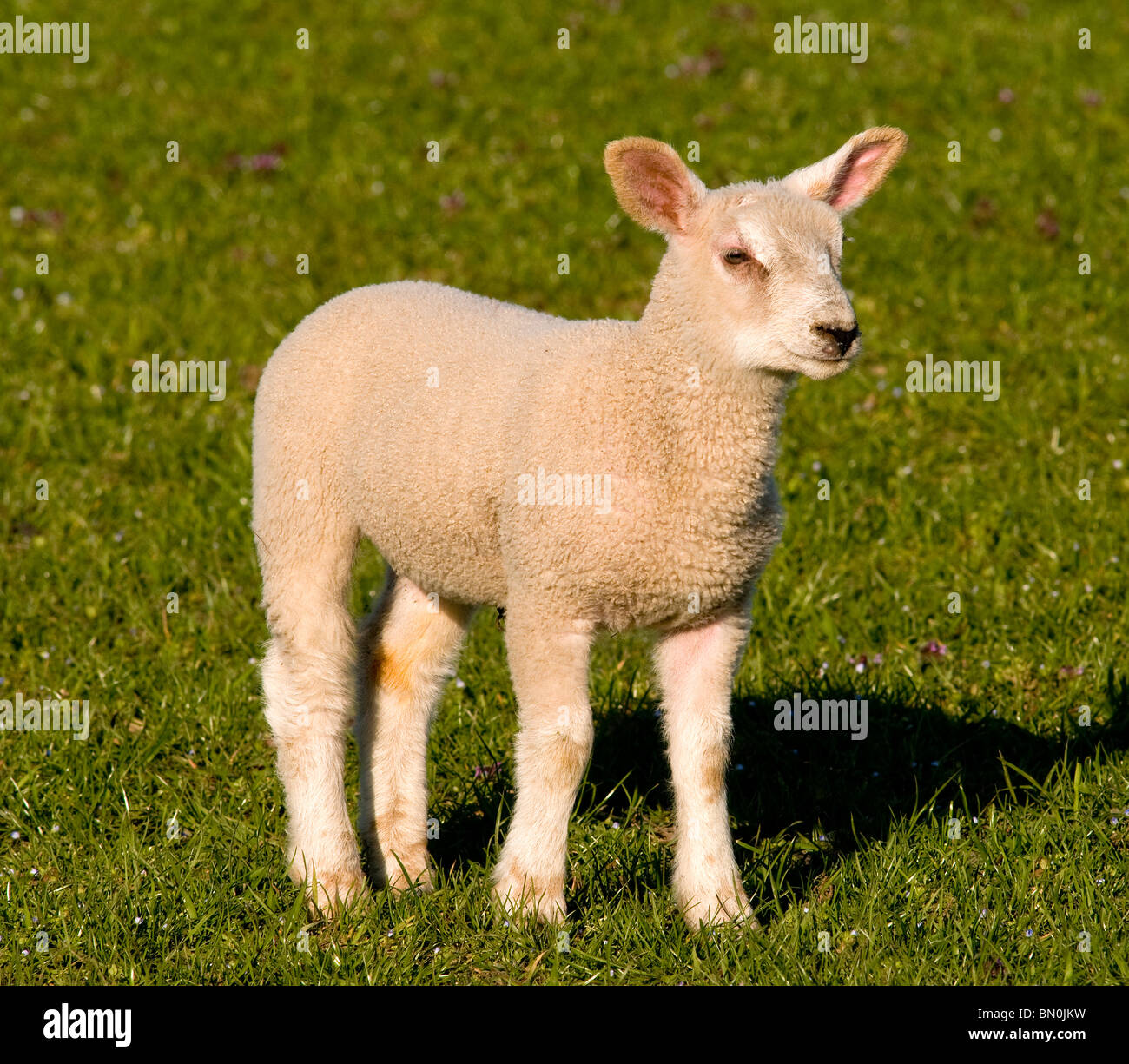A lamb standing in a field Stock Photo - Alamy