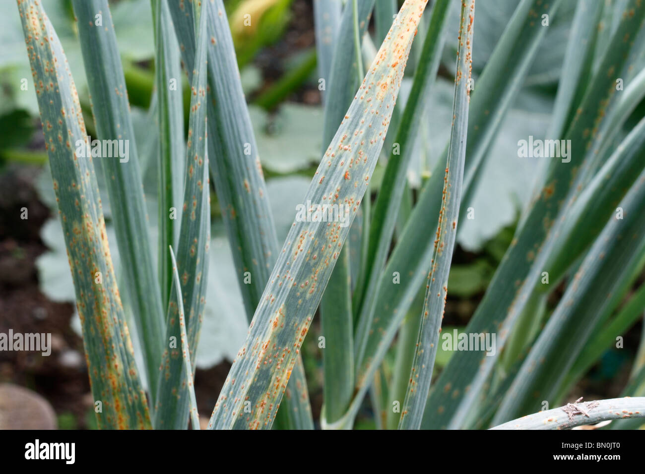 Leek rust. Puccinia allii orange coloured fungal spores seen on leaves ...
