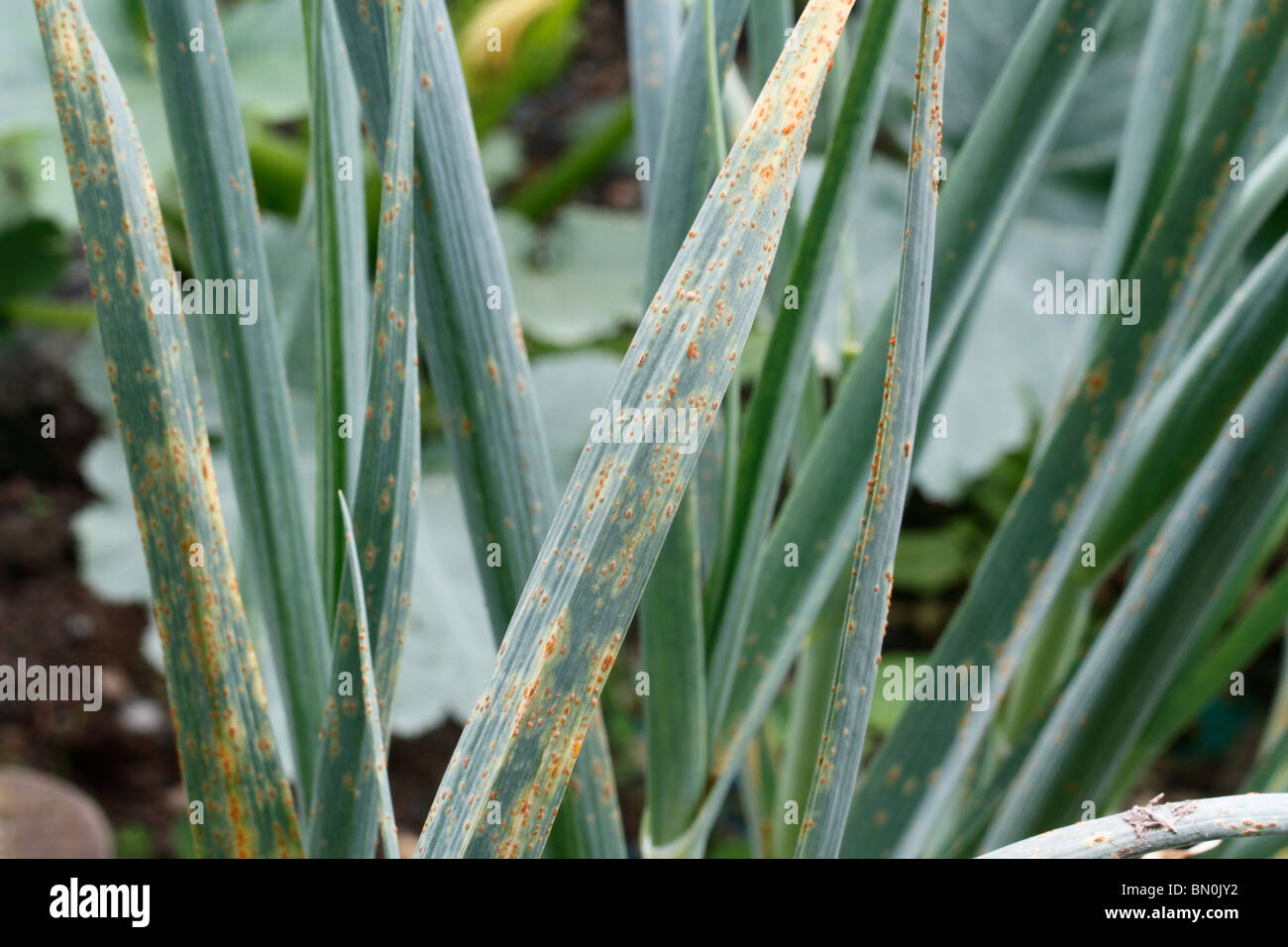 Leek rust. Puccinia allii orange coloured fungal spores seen on leaves ...