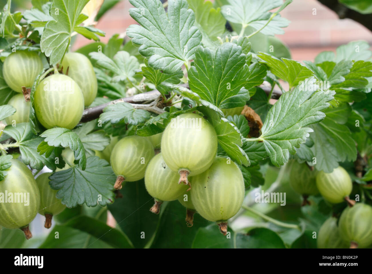 Gooseberries cordon hi-res stock photography and images - Alamy