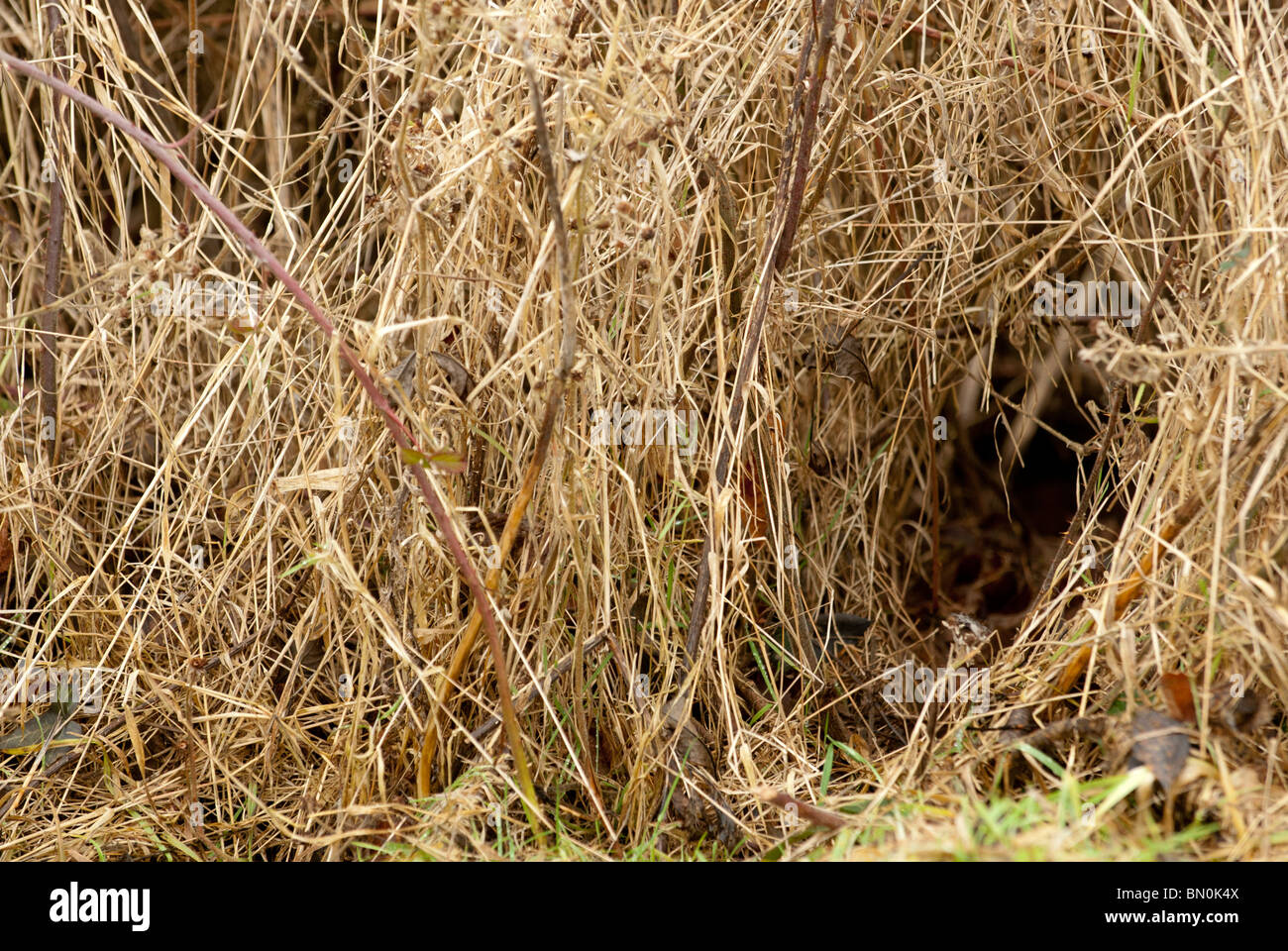 Decaying grass hi-res stock photography and images - Alamy