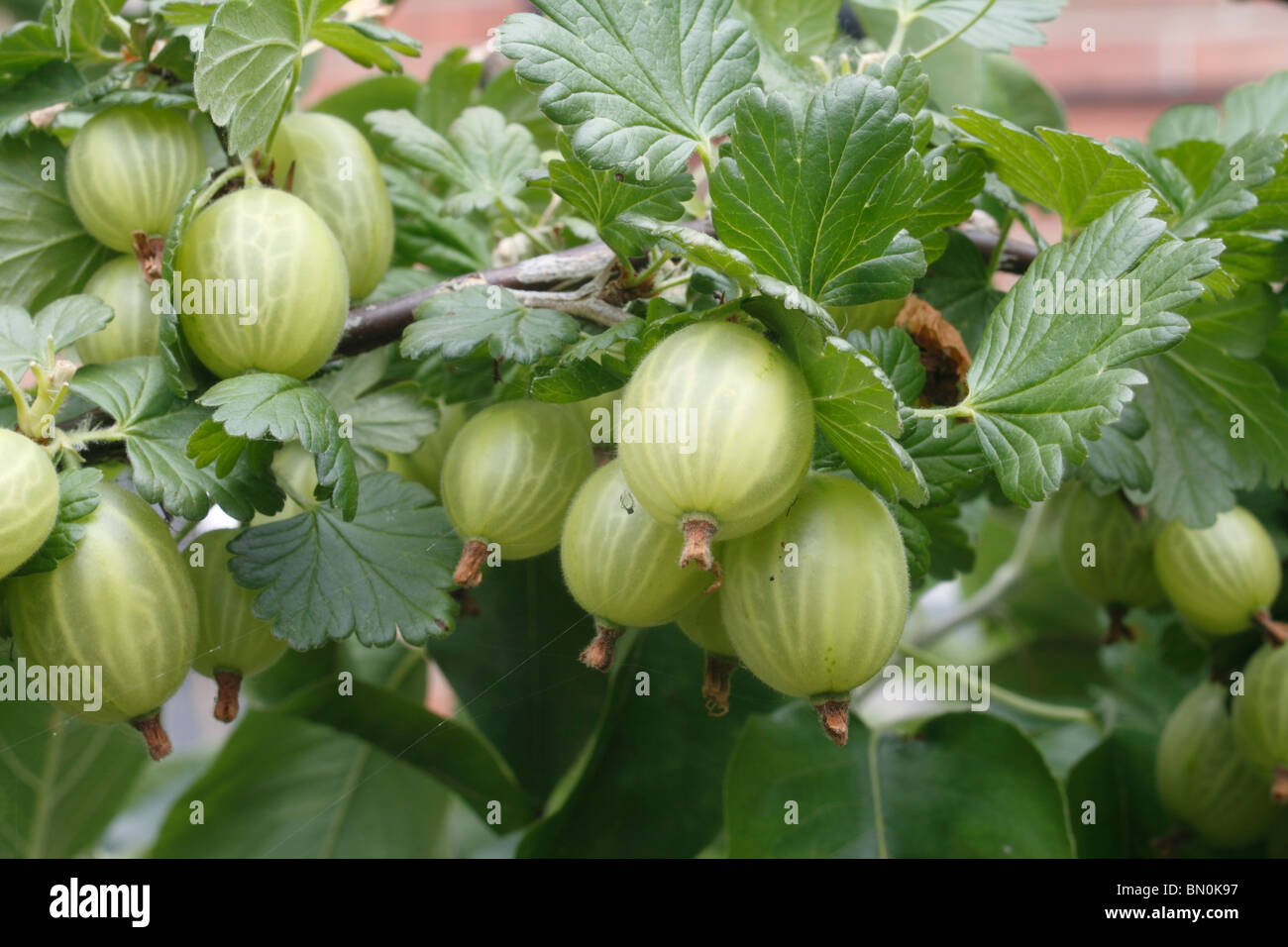 Gooseberries cordon hi-res stock photography and images - Alamy