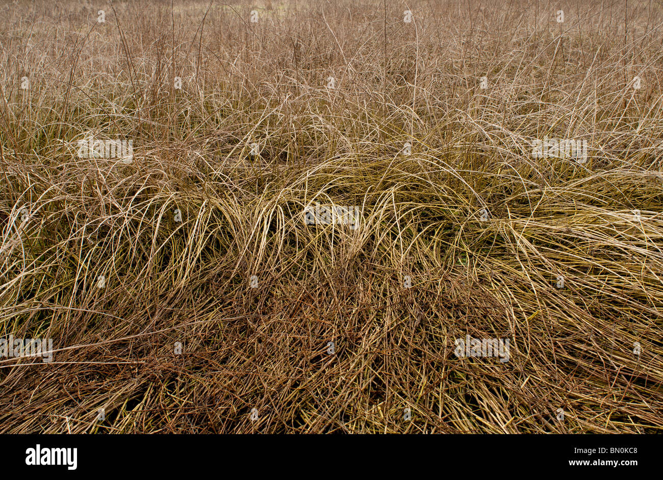 Decaying grass and vegetation in the winter time Stock Photo - Alamy