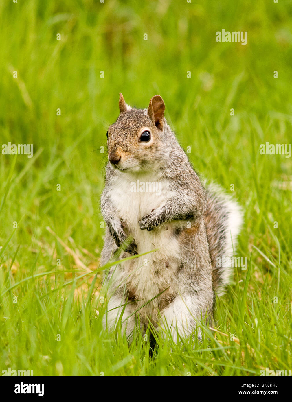 A grey squirrel standing up on the grass Stock Photo - Alamy
