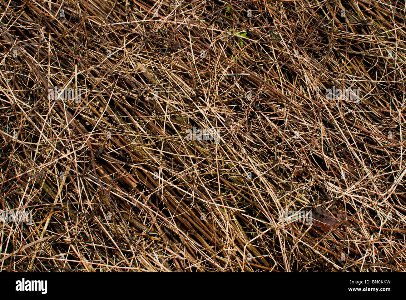 Decaying grass hi-res stock photography and images - Alamy