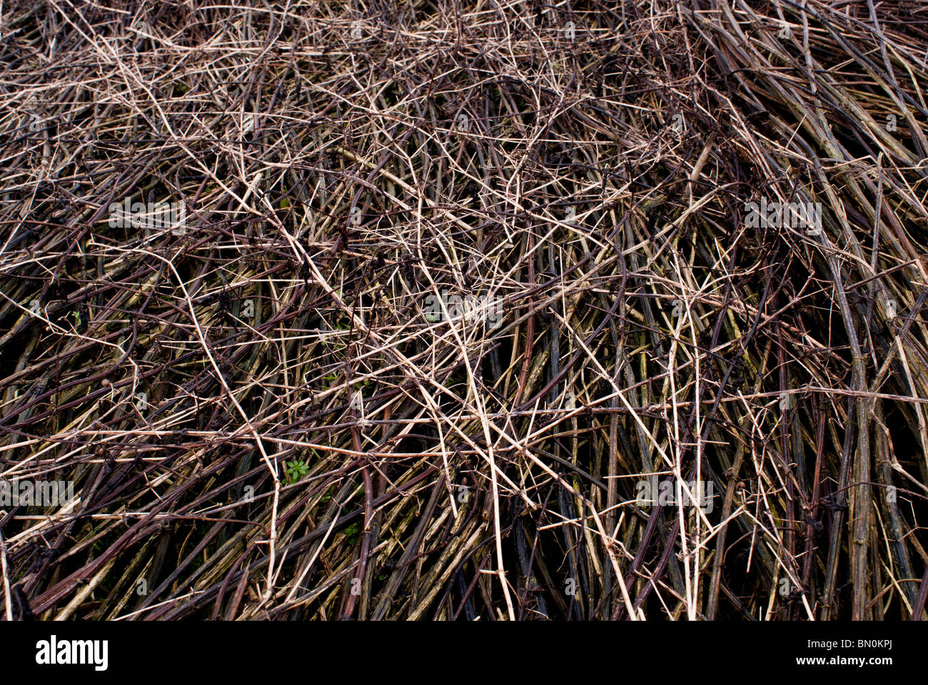 Decaying grass hi-res stock photography and images - Alamy