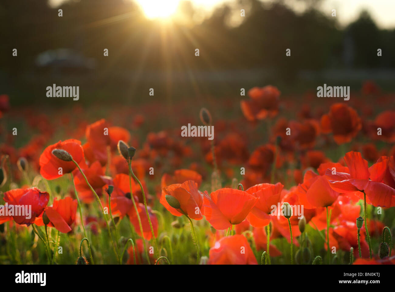 Sun shining on poppies in a poppy field near Bewdley in Worcestershire ...