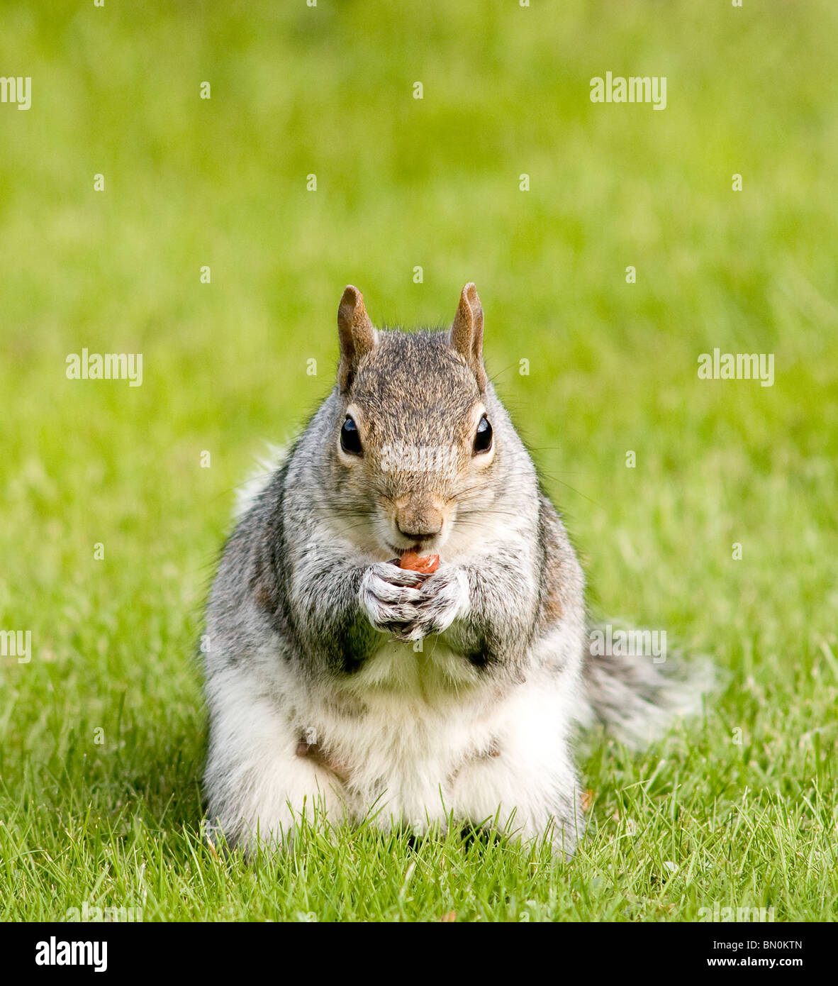 A grey squirrel eating a nut Stock Photo - Alamy