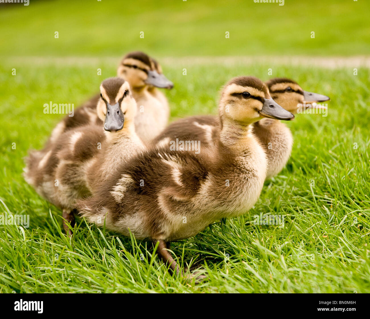 Four mallard ducklings on the grass Stock Photo - Alamy