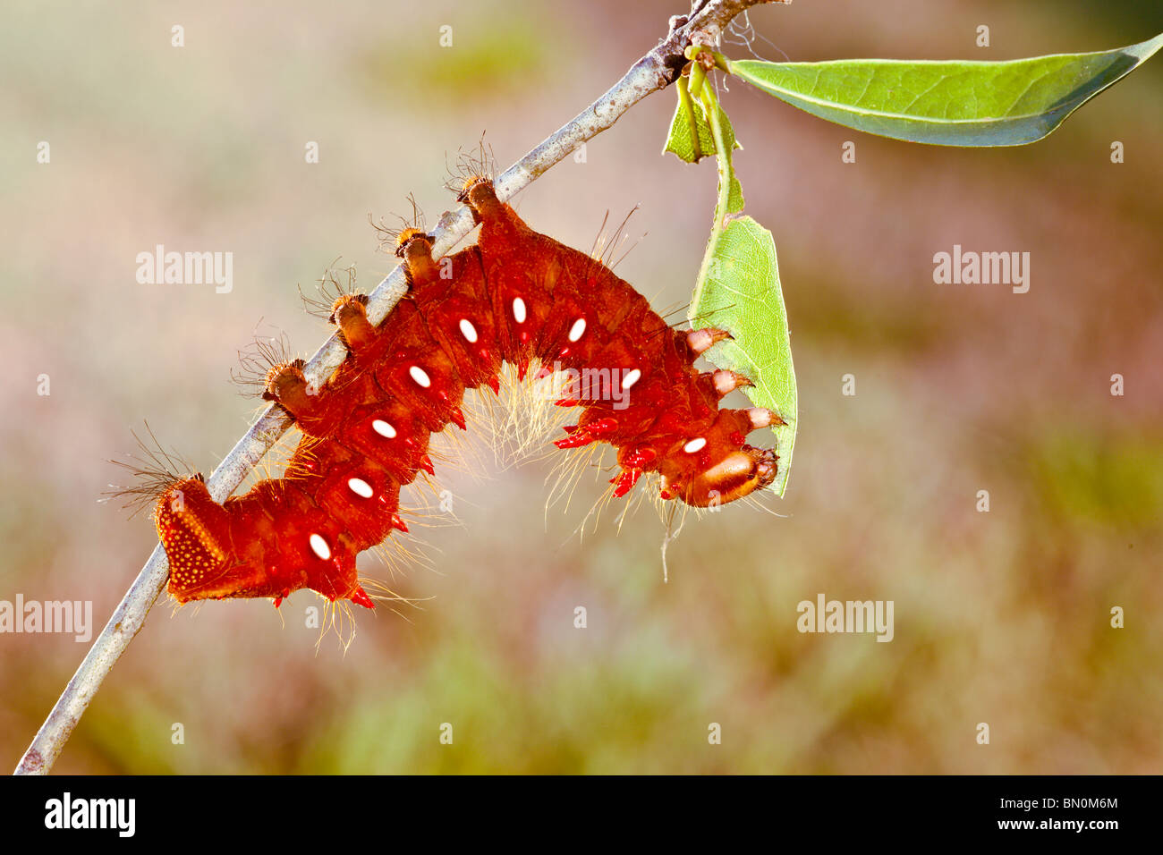 Orange Imperial Moth Caterpillar