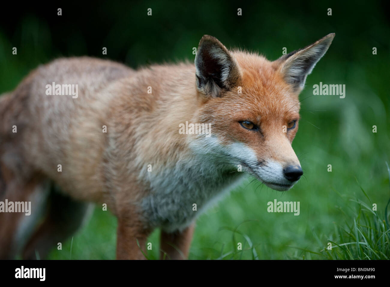 Red Fox at the British Wildlife Centre Stock Photo - Alamy