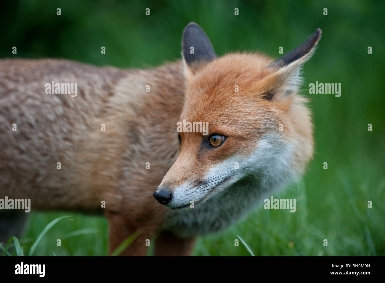 British wildlife foxes hi-res stock photography and images - Alamy