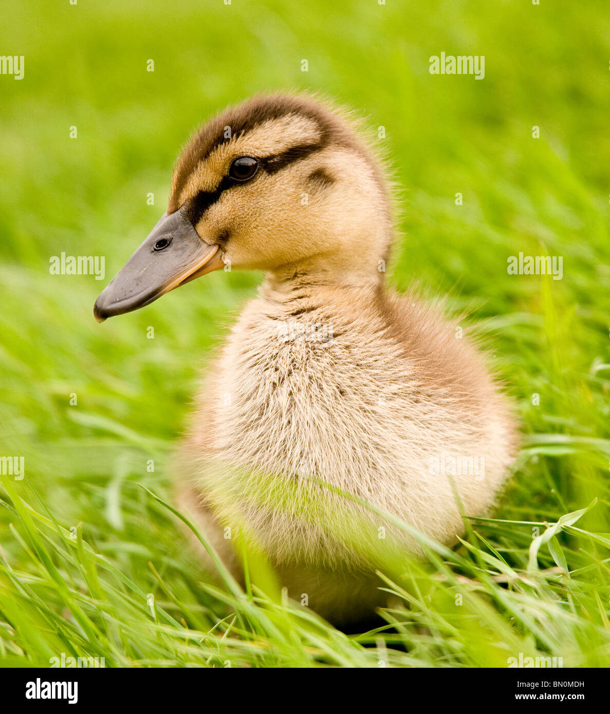 Front view of a mallard hi-res stock photography and images - Alamy