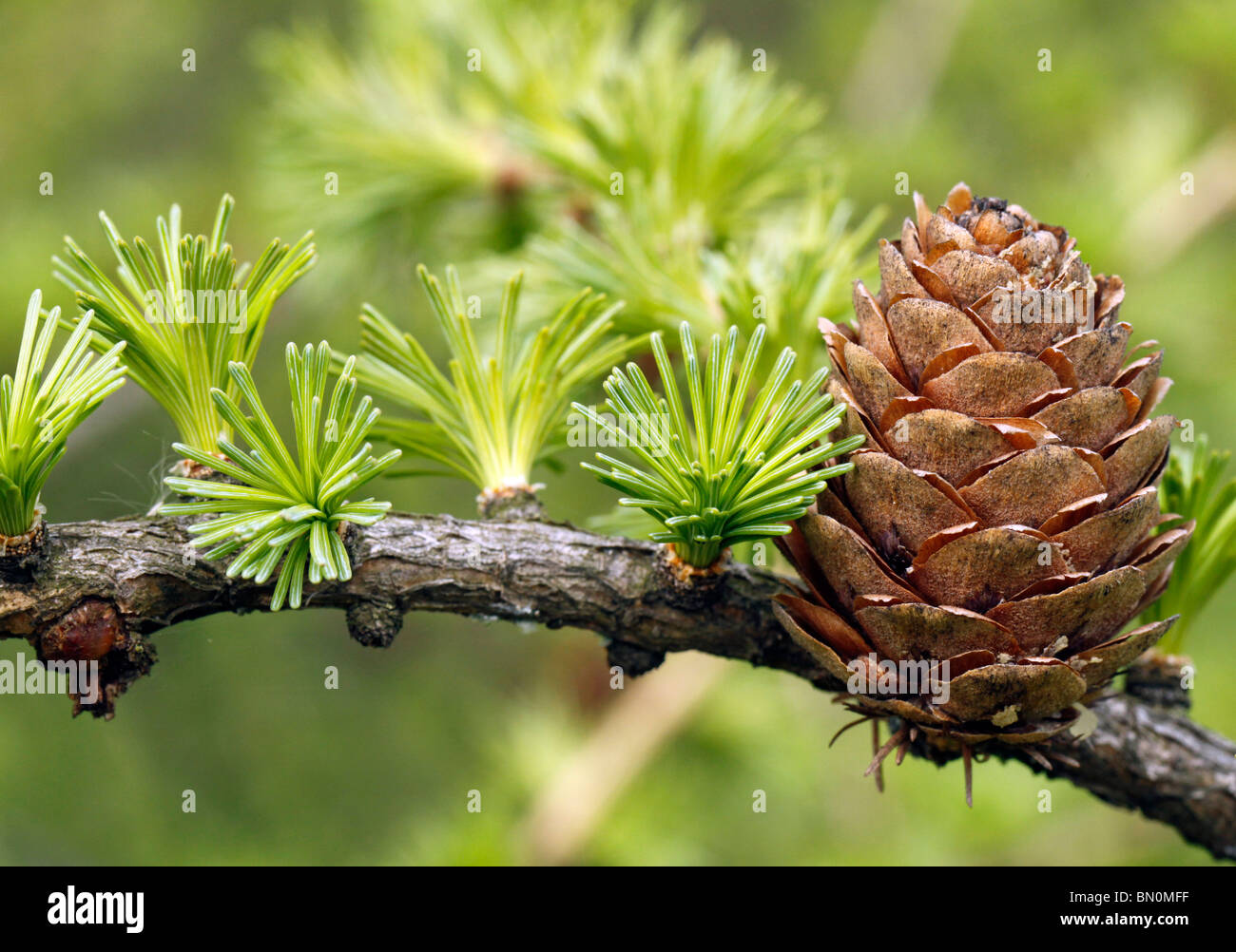 Ovoid conic cones hi-res stock photography and images - Alamy