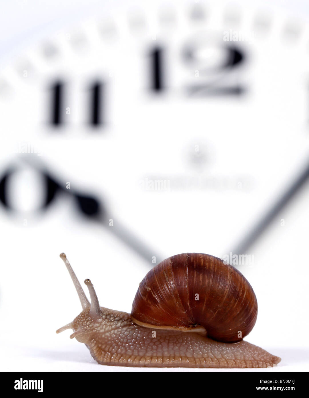 Snail with horns hi-res stock photography and images - Alamy