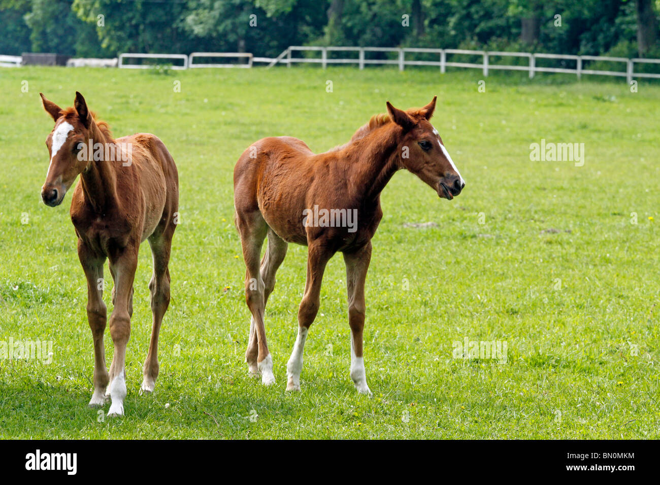 Two young horses on the pasture Stock Photo - Alamy