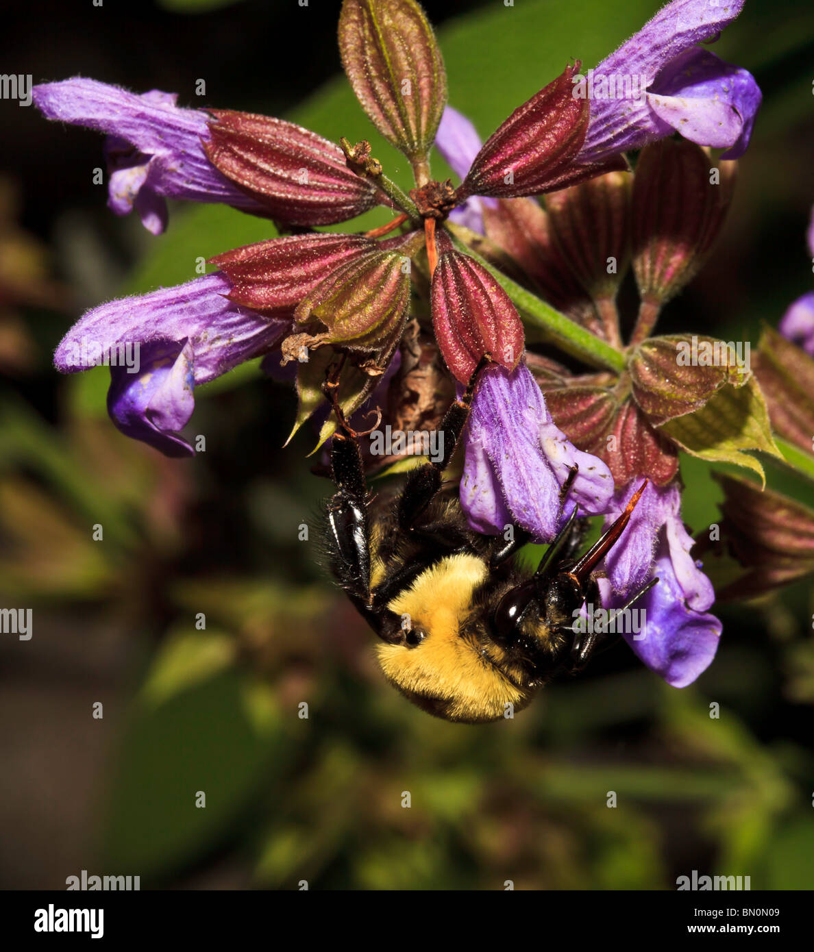 Bumble bee eating from a flower Stock Photo - Alamy