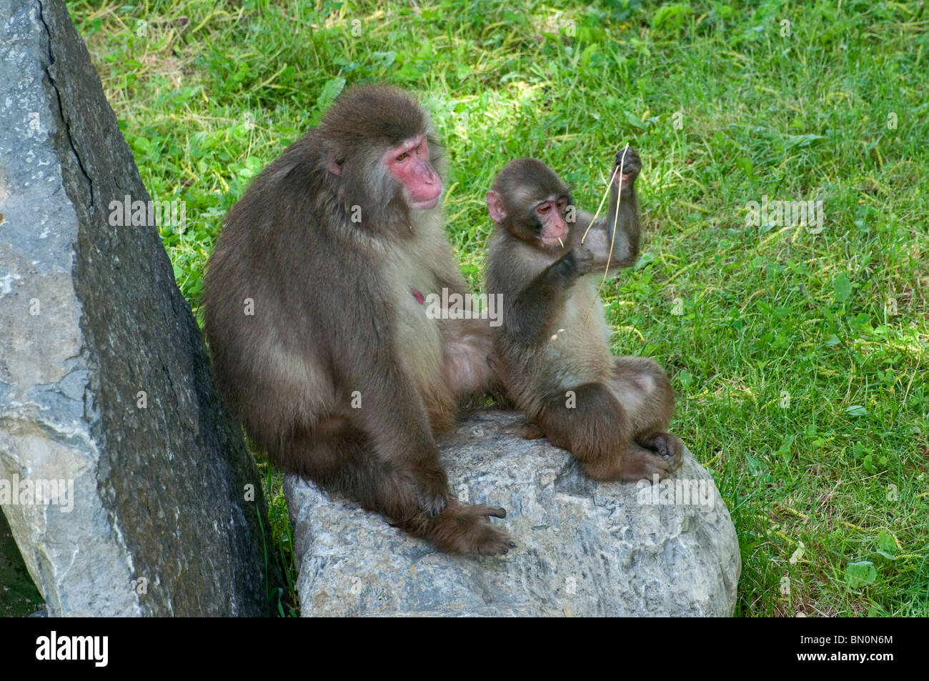 A female Japanese Macaque with baby Stock Photo - Alamy