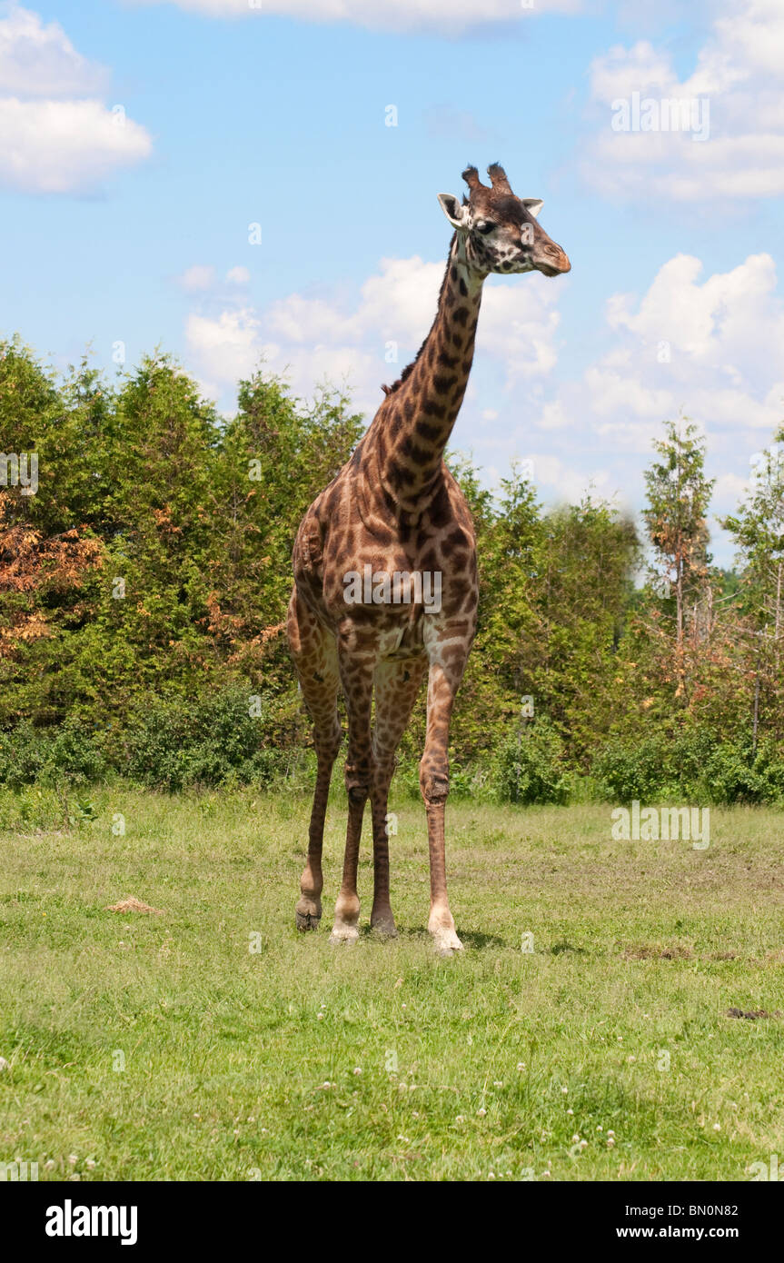A Giraffe crosses the plain Stock Photo - Alamy
