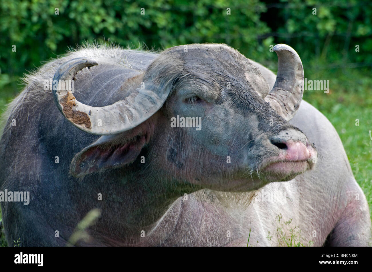Buffalo water buffalo hi-res stock photography and images - Alamy