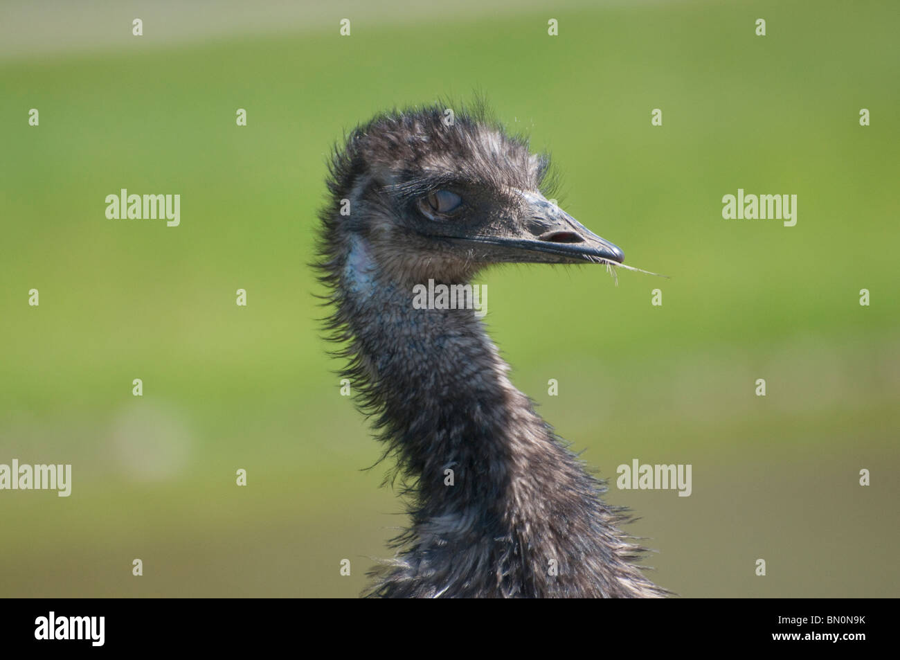 Close-up of a Rhea Stock Photo - Alamy