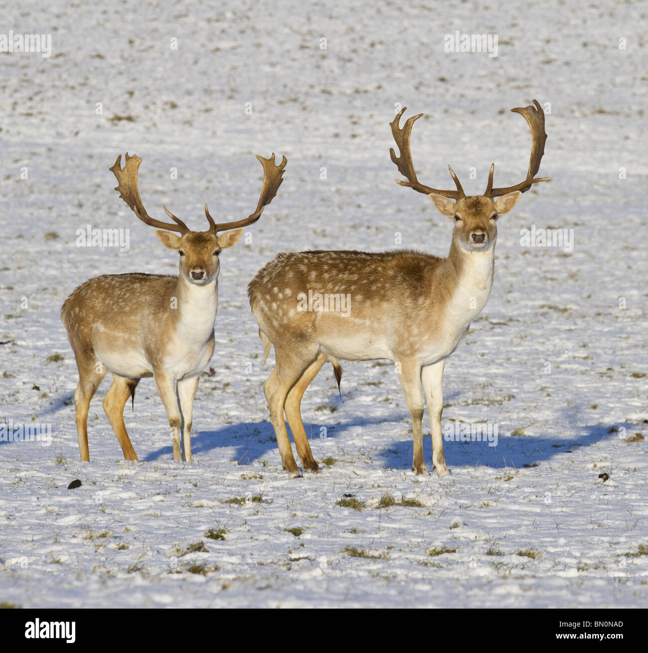 FALLOW DEER IN THE SNOW Stock Photo - Alamy