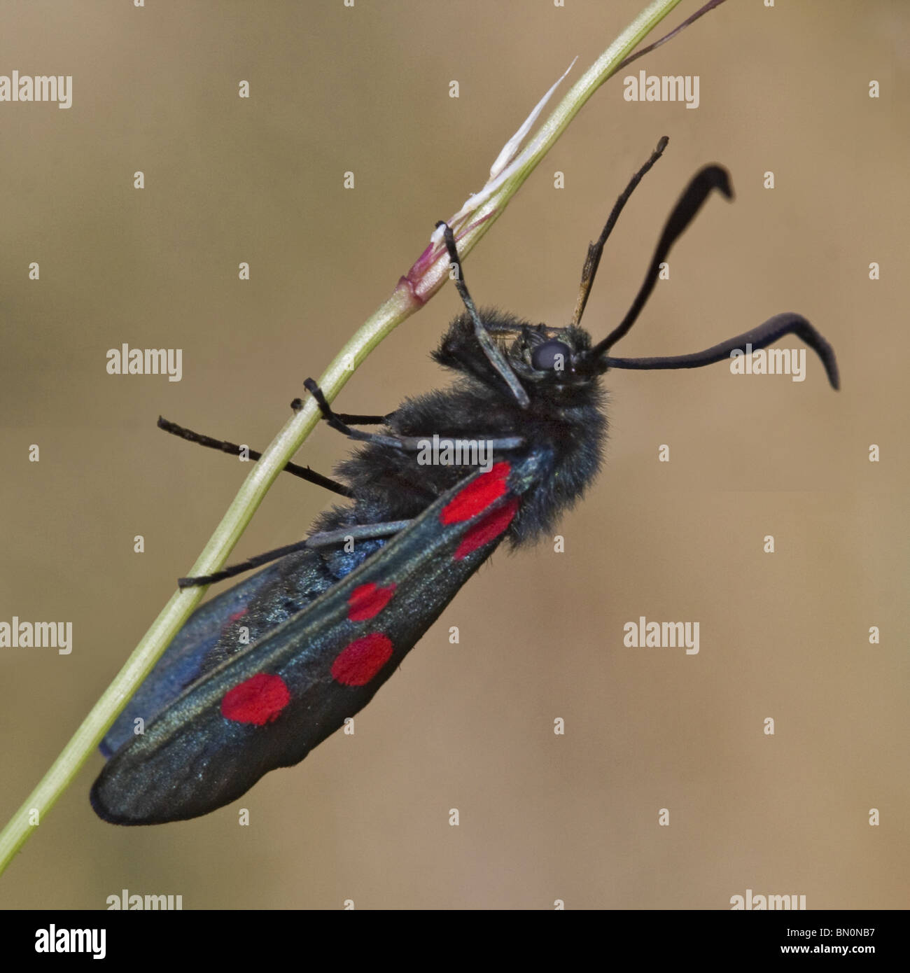 Black moth with red spots hi-res stock photography and images - Alamy