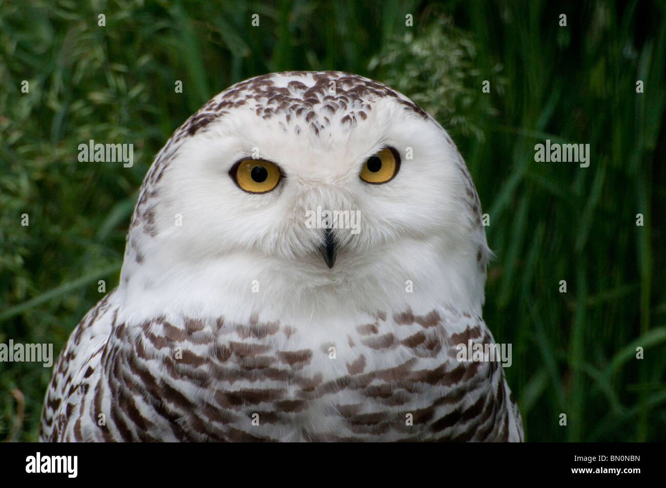 A female Snowy Owl Stock Photo - Alamy